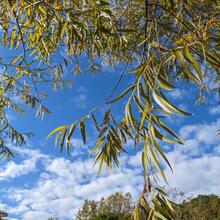 Plant Communities | CMP Tree Selection Tool